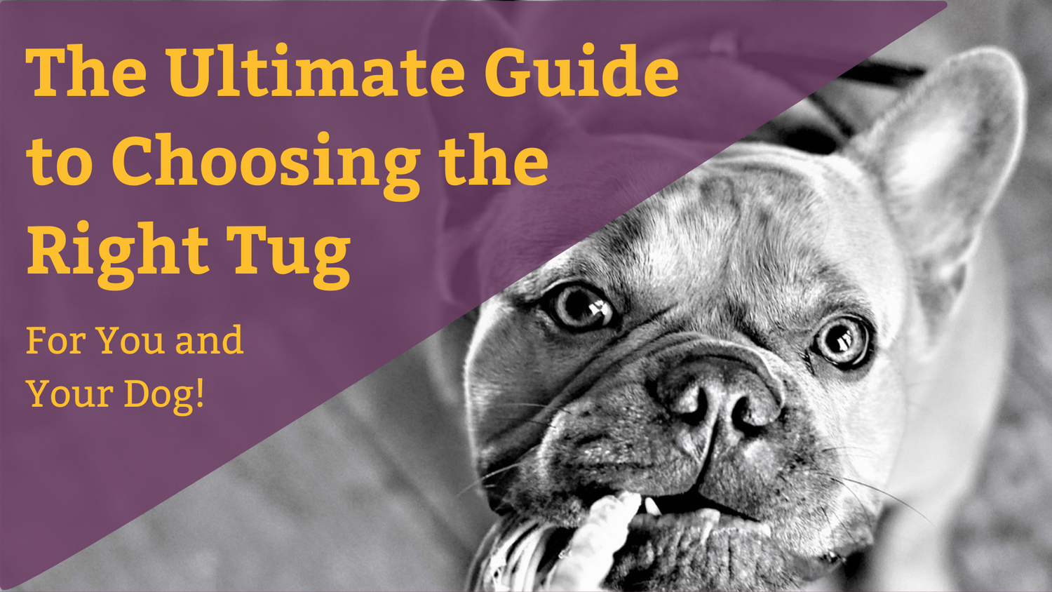 The Ultimate Guide to Choosing the Right Tug For Your Dog – Wildhunde